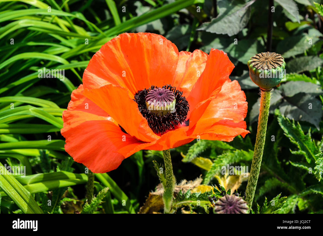 single poppy in the sunshine Stock Photo - Alamy