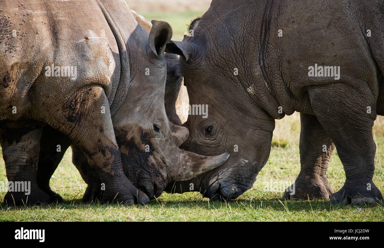 Two rhinoceros fighting with each other. Kenya. National Park. Africa ...