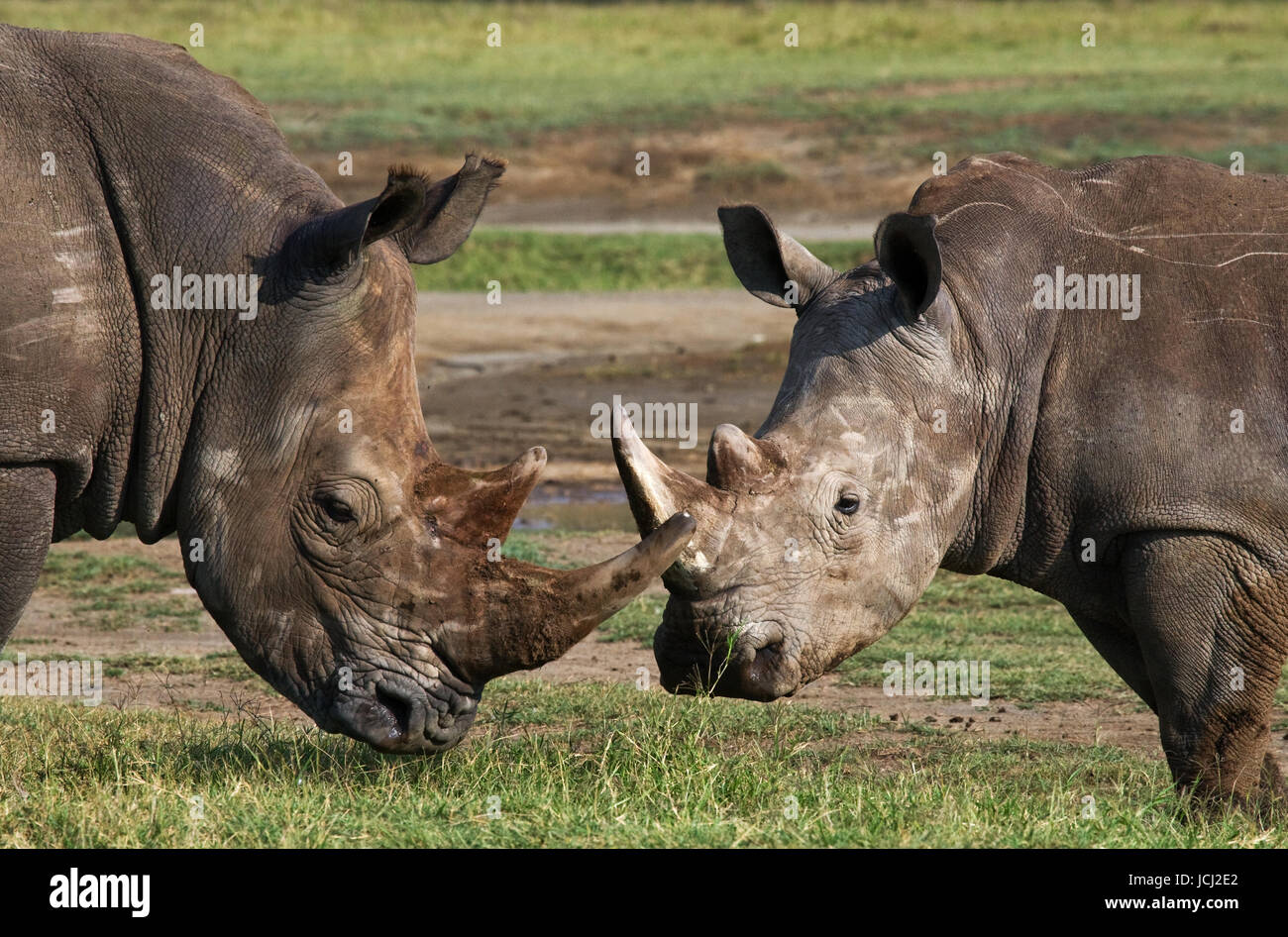 Two rhinoceros fighting with each other. Kenya. National Park. Africa ...