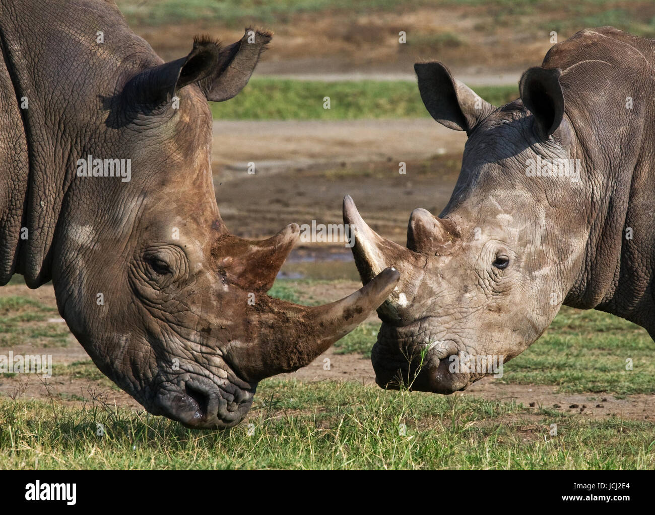 Two rhinoceros fighting with each other. Kenya. National Park. Africa ...