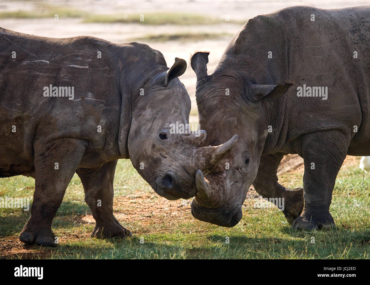 Two rhinoceros fighting with each other. Kenya. National Park. Africa ...