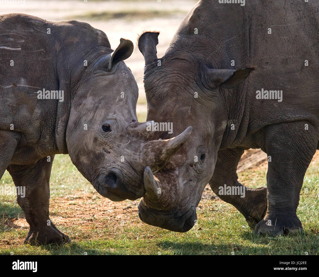 Two rhinoceros fighting with each other. Kenya. National Park. Africa ...