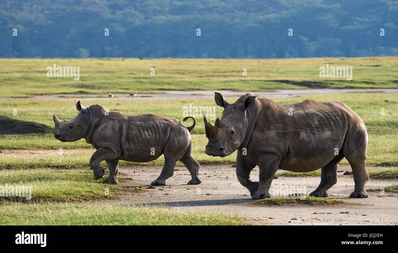 Two rhinoceros in the savanna. National Park. Africa Stock Photo - Alamy