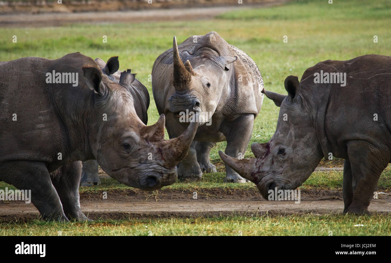 Two rhinoceros fighting with each other. Kenya. National Park. Africa ...