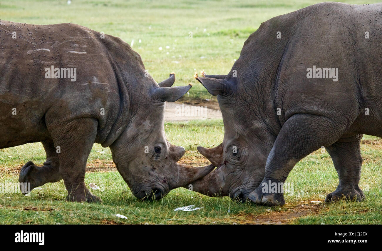 Two rhinoceros fighting with each other. Kenya. National Park. Africa ...