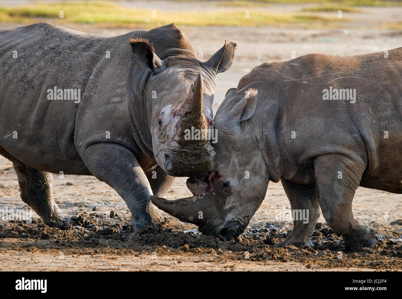 Two rhinoceros fighting with each other. Kenya. National Park. Africa ...