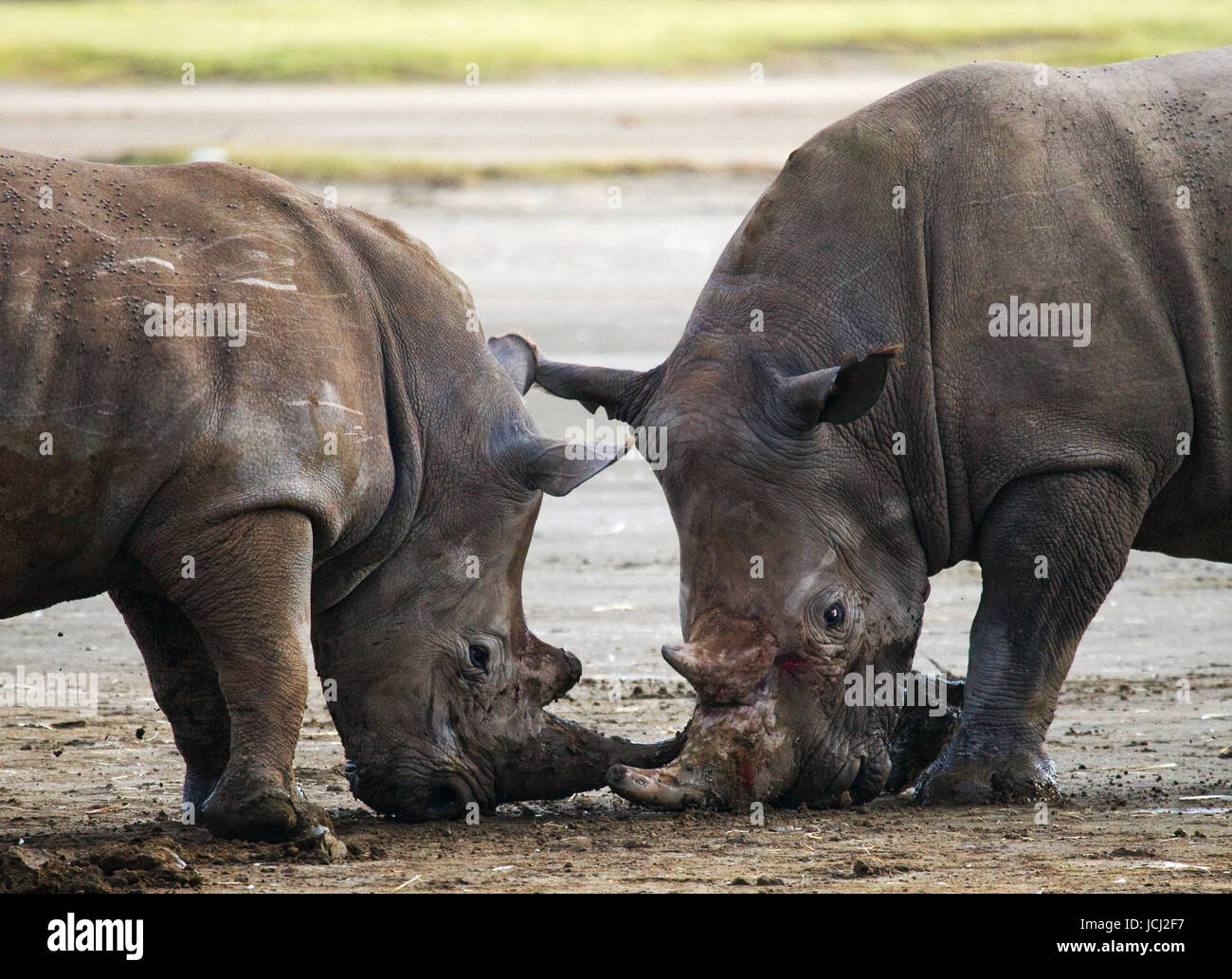Two rhinoceros fighting with each other. Kenya. National Park. Africa ...