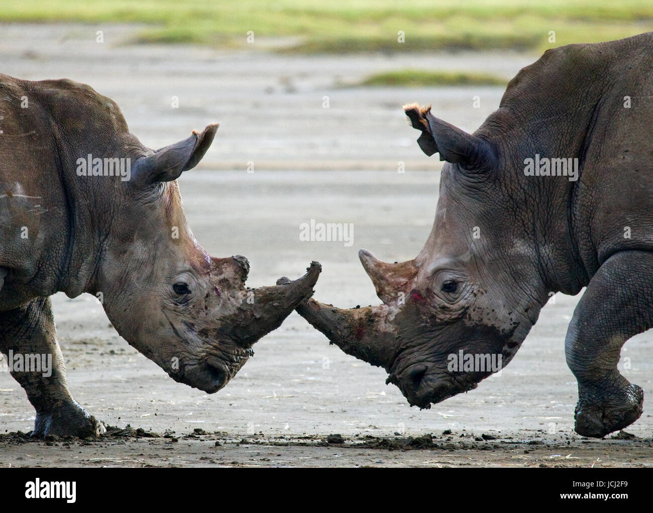 Two rhinoceros fighting with each other. Kenya. National Park. Africa ...