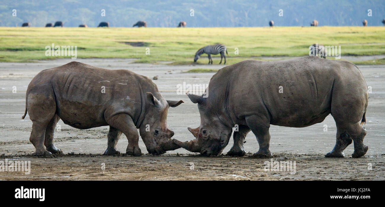 Two rhinoceros fighting with each other. Kenya. National Park. Africa ...
