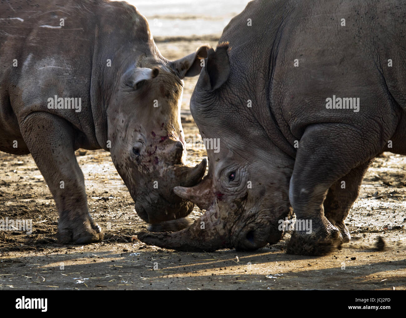 Two rhinoceros fighting with each other. Kenya. National Park. Africa ...