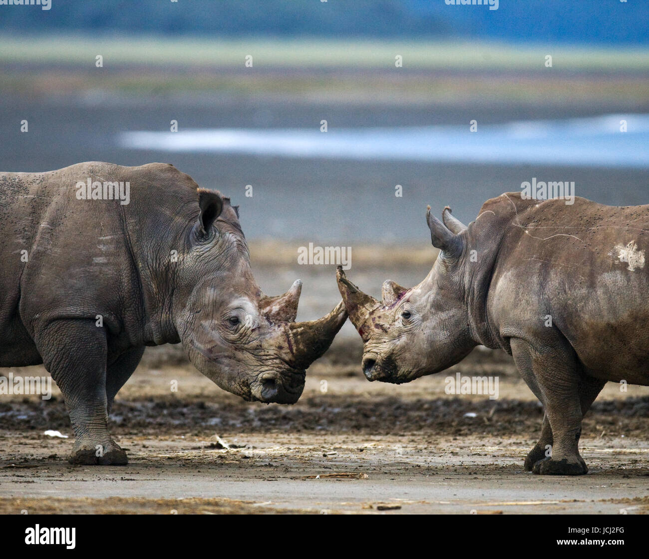 Two rhinoceros fighting with each other. Kenya. National Park. Africa ...