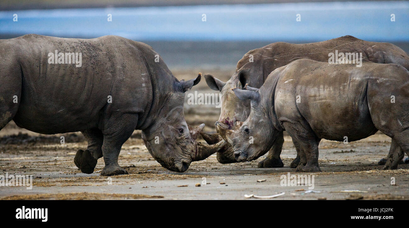 Two rhinoceros fighting with each other. Kenya. National Park. Africa ...