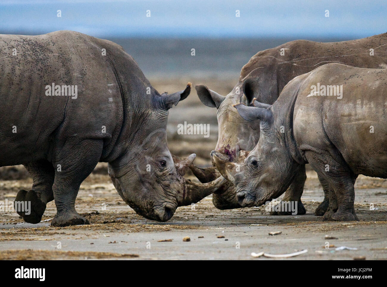 Two rhinoceros fighting with each other. Kenya. National Park. Africa ...
