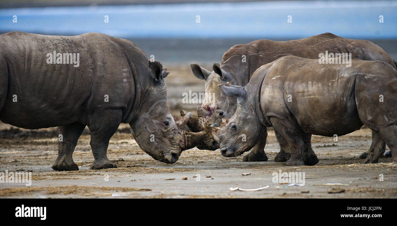 Two rhinoceros fighting with each other. Kenya. National Park. Africa ...