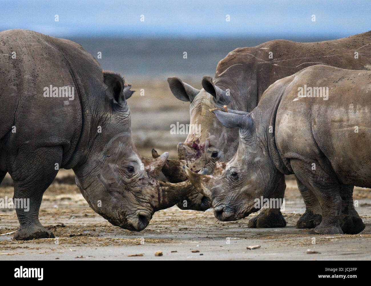 Two rhinoceros fighting with each other. Kenya. National Park. Africa ...