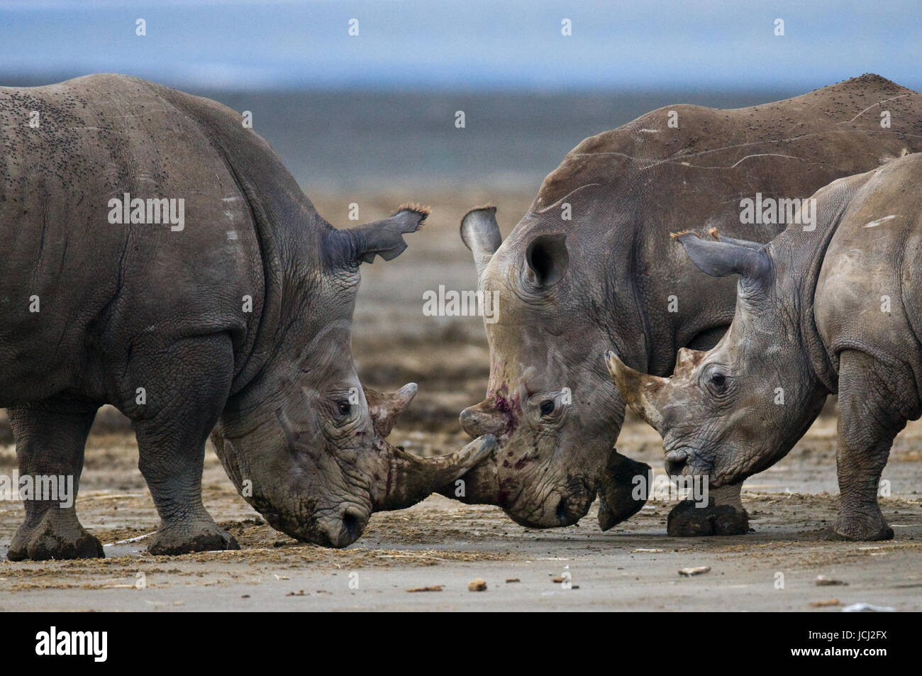 Two rhinoceros fighting with each other. Kenya. National Park. Africa ...