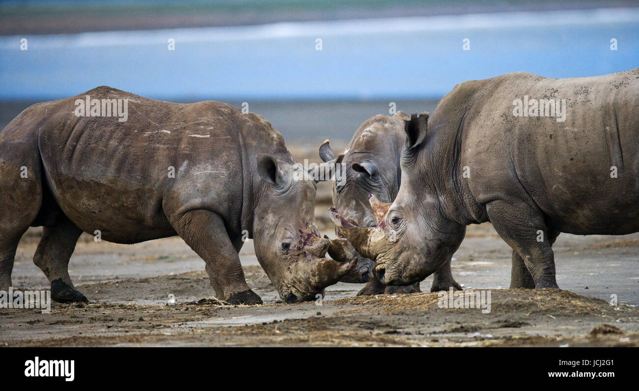 Rhinoceros Fighting