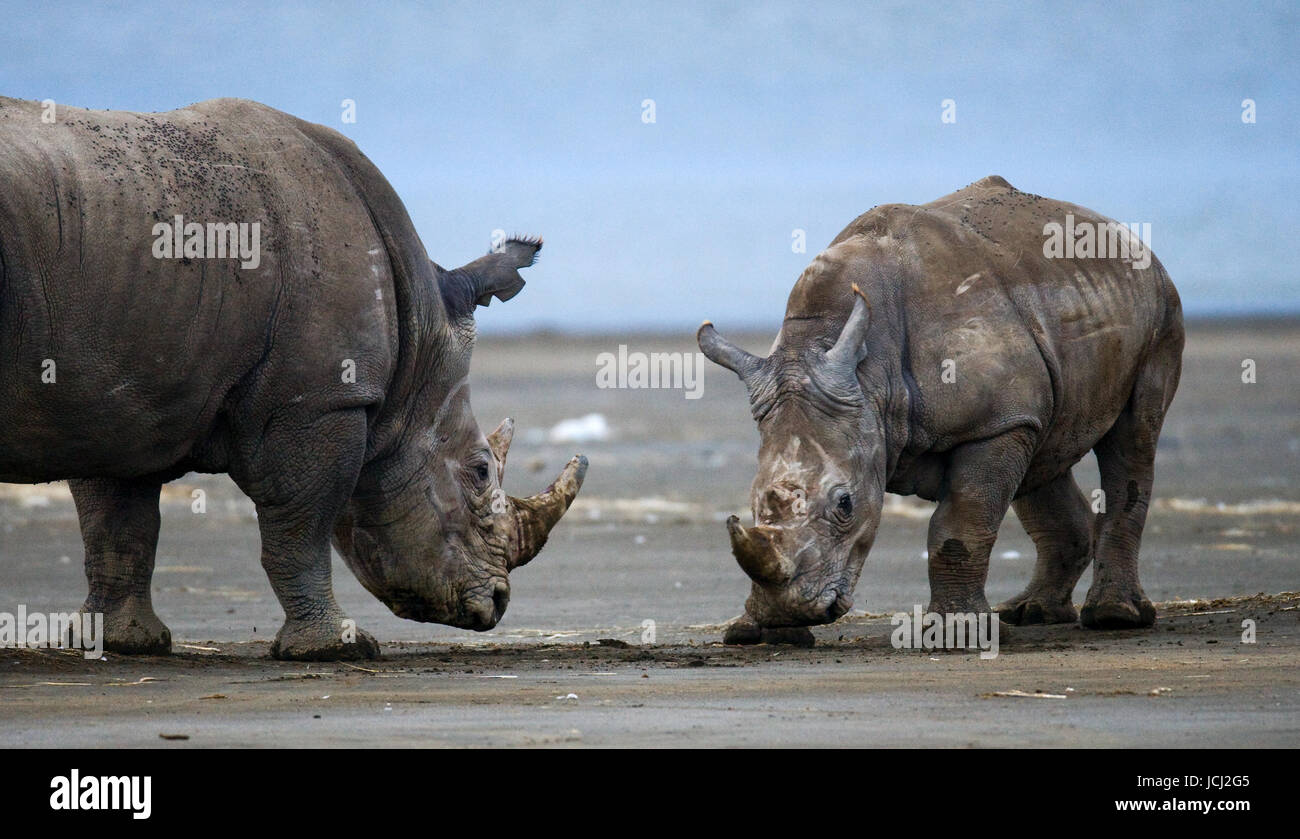 Two rhinoceros fighting with each other. Kenya. National Park. Africa ...