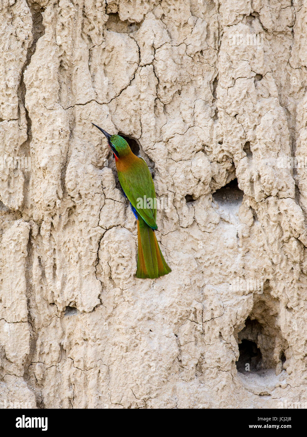 Bee-eater sits near its hole. Africa. Uganda Stock Photo - Alamy