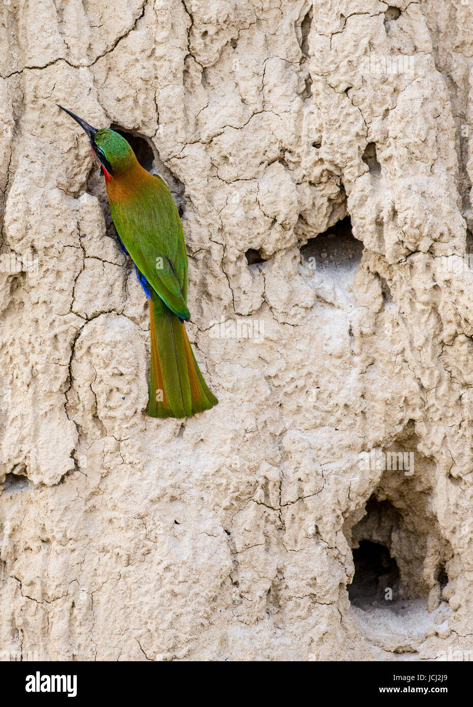 Bee-eater sits near its hole. Africa. Uganda Stock Photo - Alamy