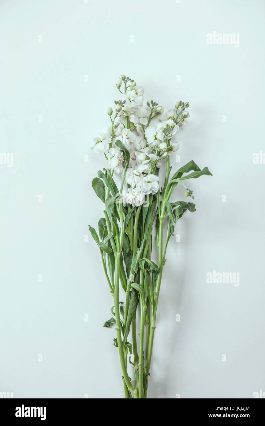 White Flower Plants For Sale at Mary Bevis blog