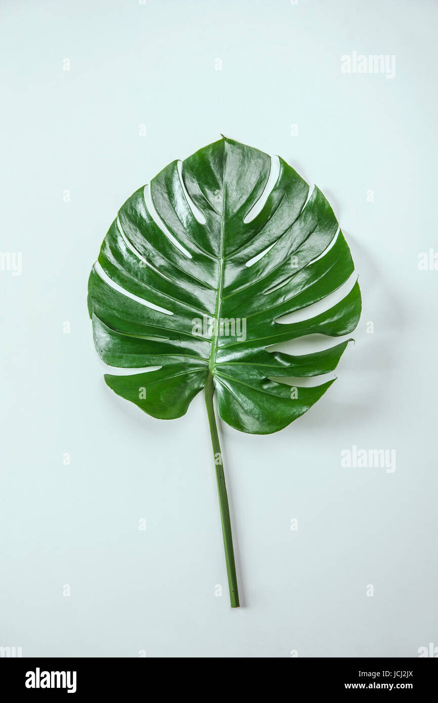Monstera leaf art hi-res stock photography and images - Alamy