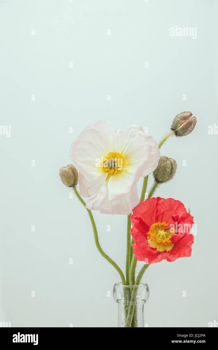 Poppy flowers in a vase Stock Photo - Alamy