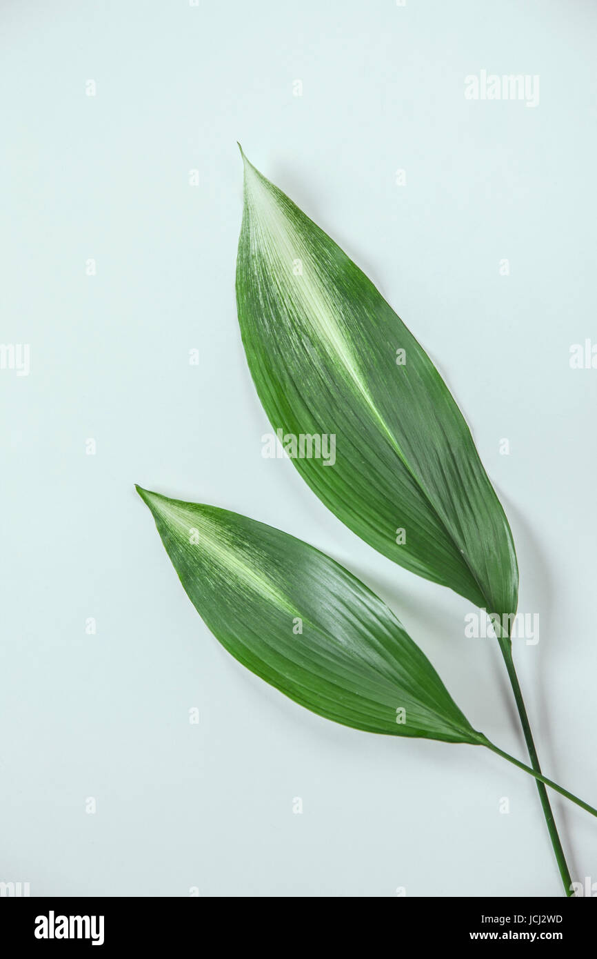Two green leaves Stock Photo - Alamy