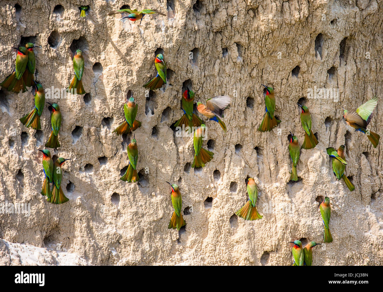 Bee eaters uganda hi-res stock photography and images - Alamy