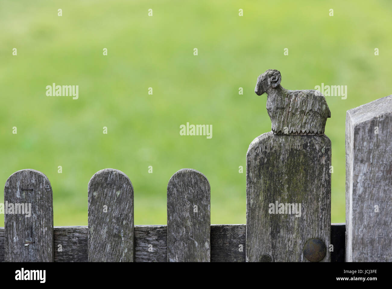 Cotswold sheep ram hi-res stock photography and images - Alamy