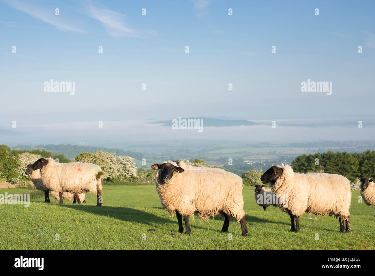 Suffolk sheep High Resolution Stock Photography and Images - Alamy