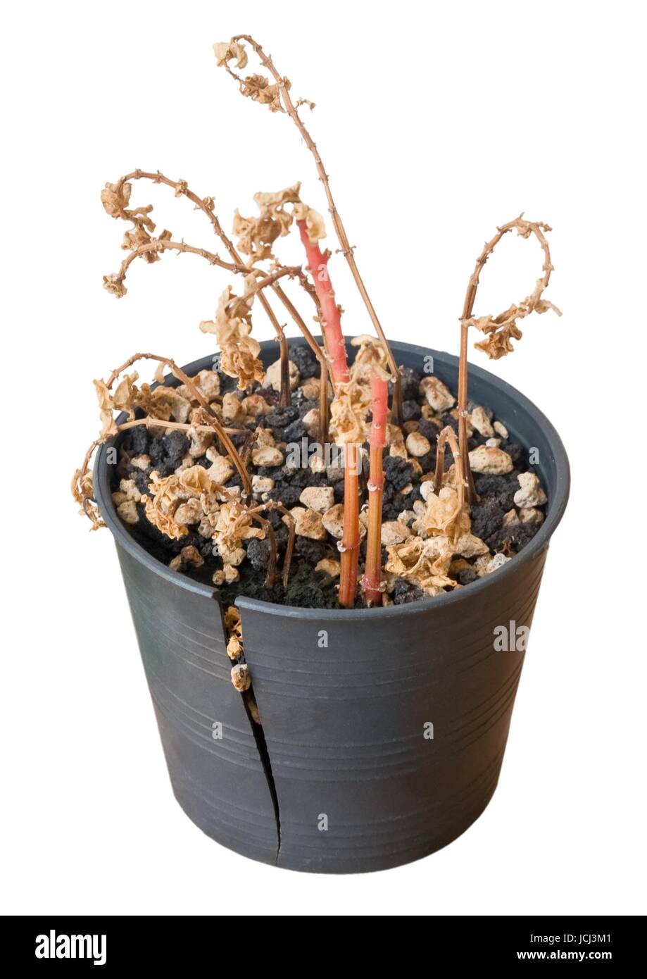 Houseplant, Dry Bonsai Tree in Broken Plastic Flowerpot for Garden ...