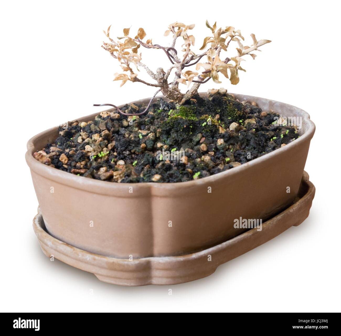 Houseplant, Beautiful Dry Bonsai Tree in A Flowerpot for Garden ...