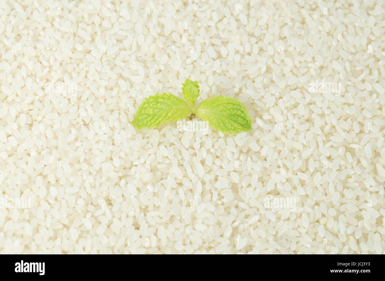 Japanese menthol mint hi-res stock photography and images - Alamy
