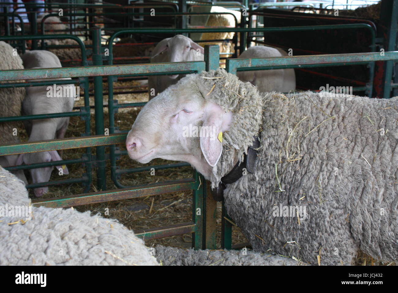 Crazy looking sheep hi-res stock photography and images - Alamy