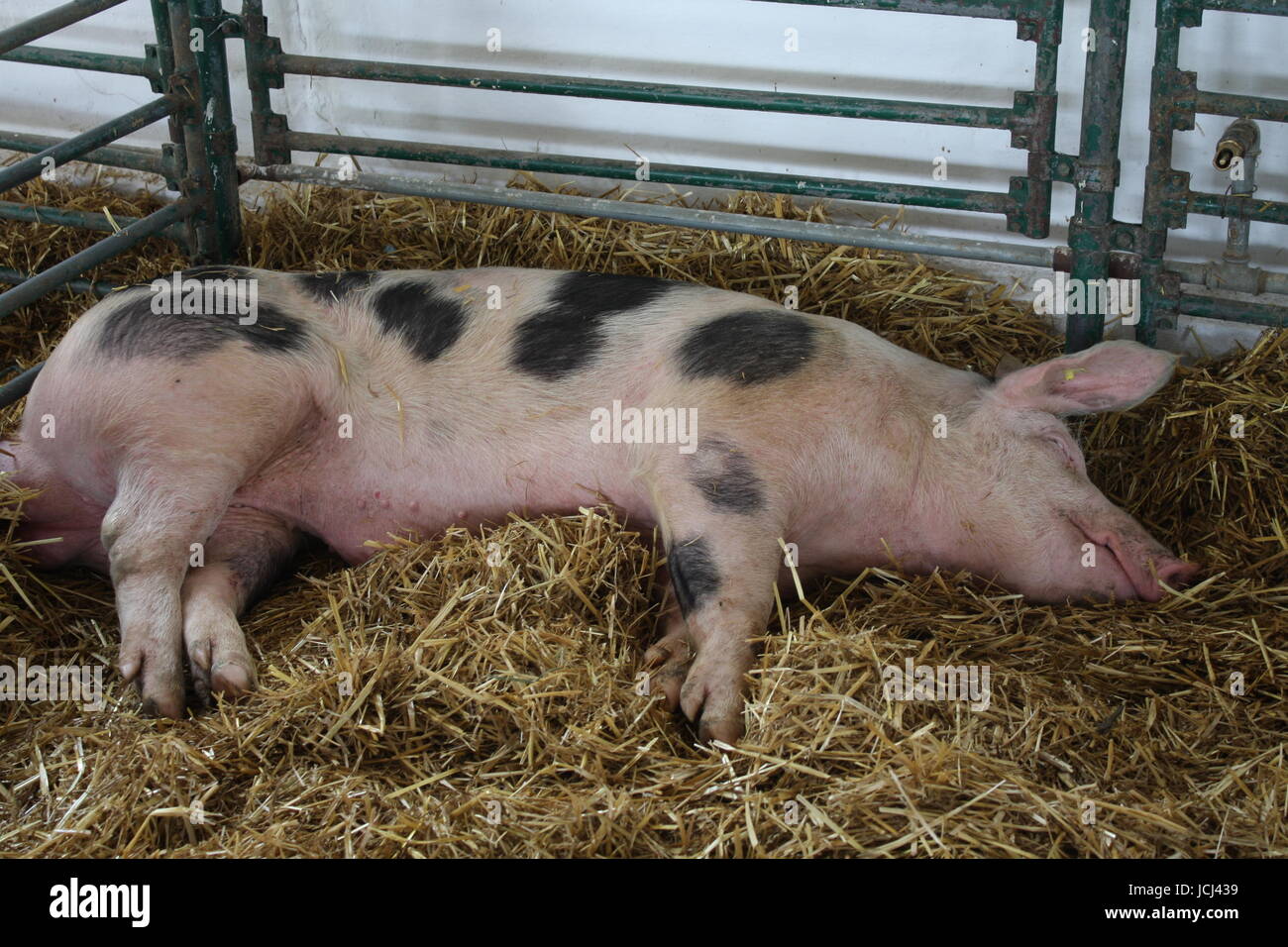 Pig beef hi-res stock photography and images - Alamy
