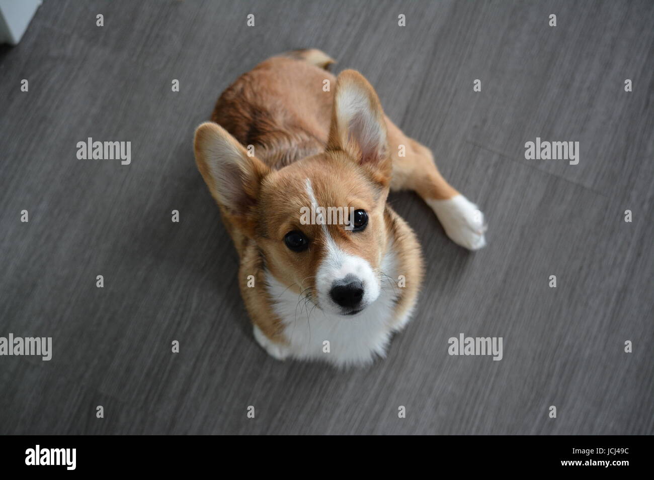 Corgi nation hi-res stock photography and images - Alamy