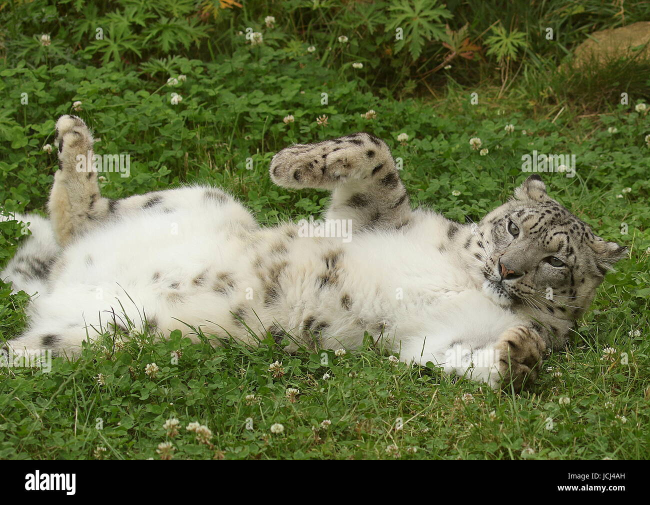 Leopard rolling hi-res stock photography and images - Alamy