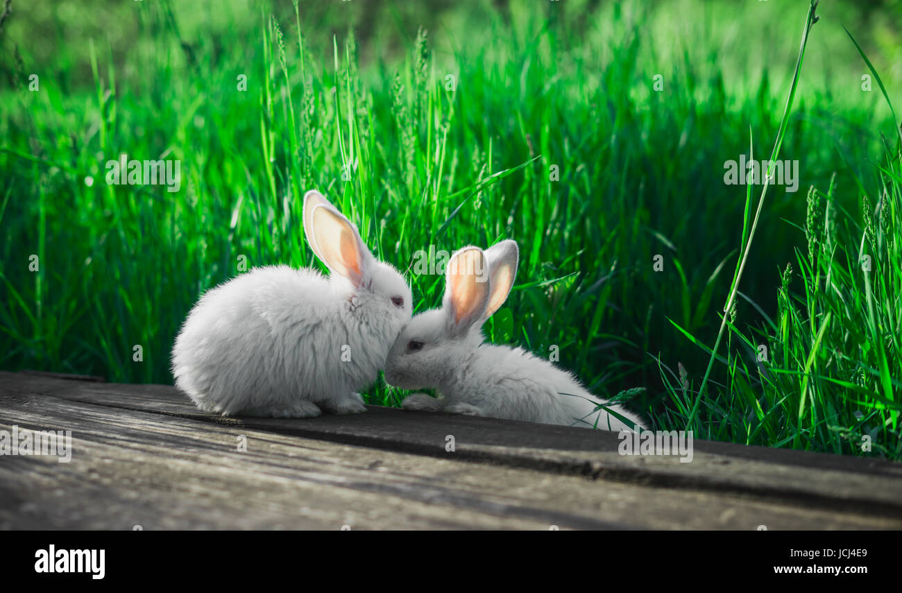 Californian rabbit hi-res stock photography and images - Alamy