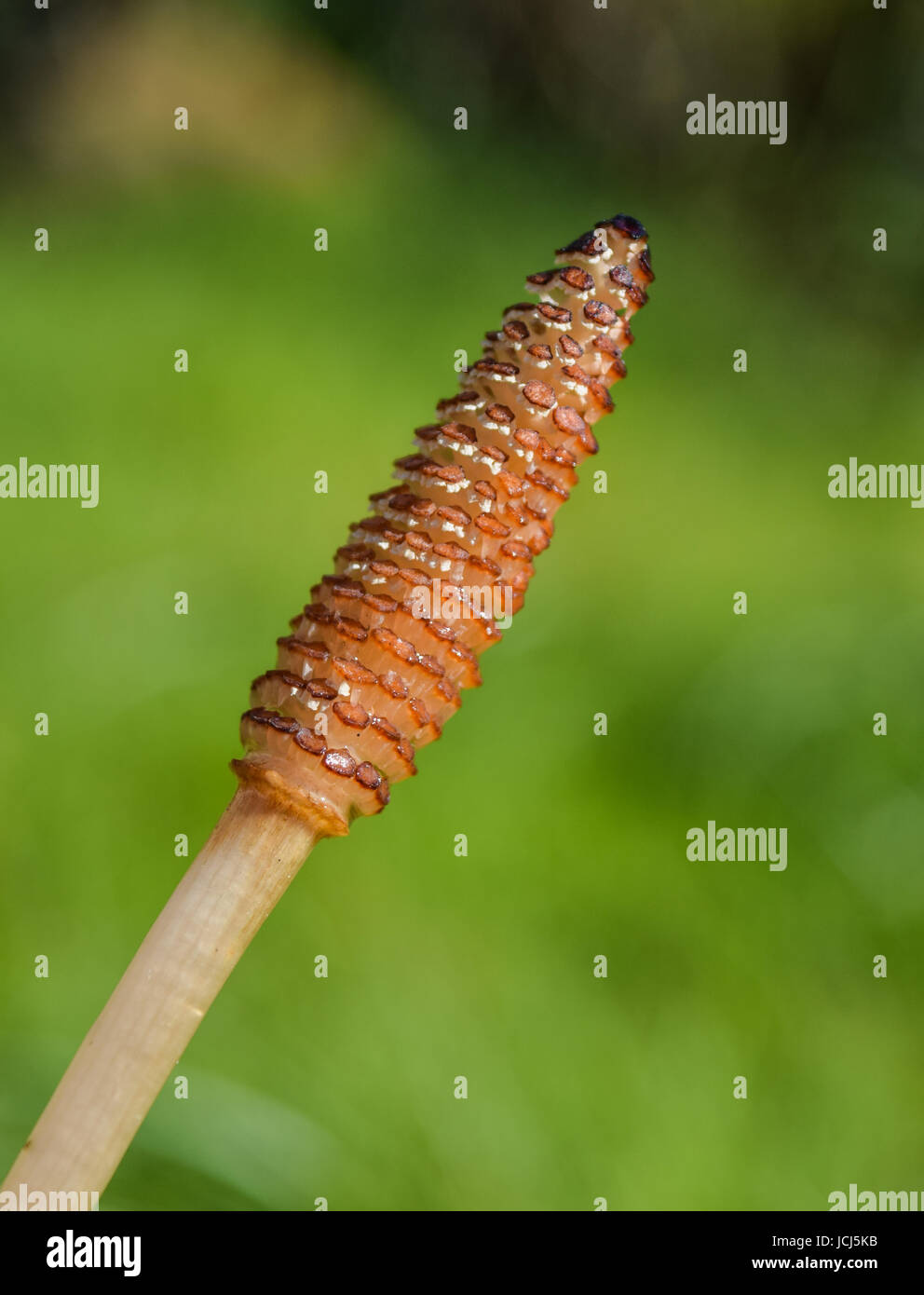 Brown spadix spike flower Stock Photo - Alamy