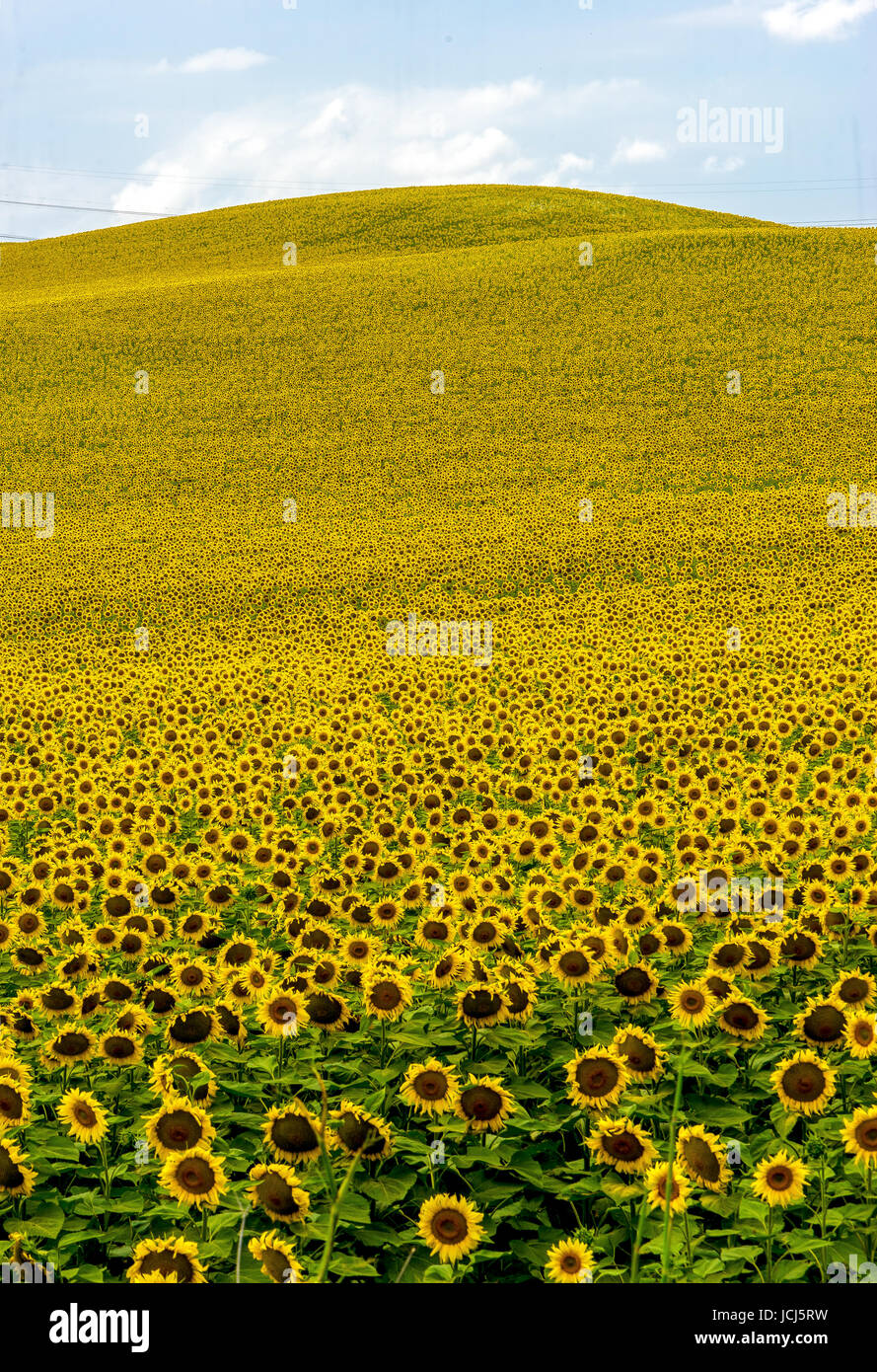 Sun flower fields on the Costa del Sol of Spain Stock Photo - Alamy