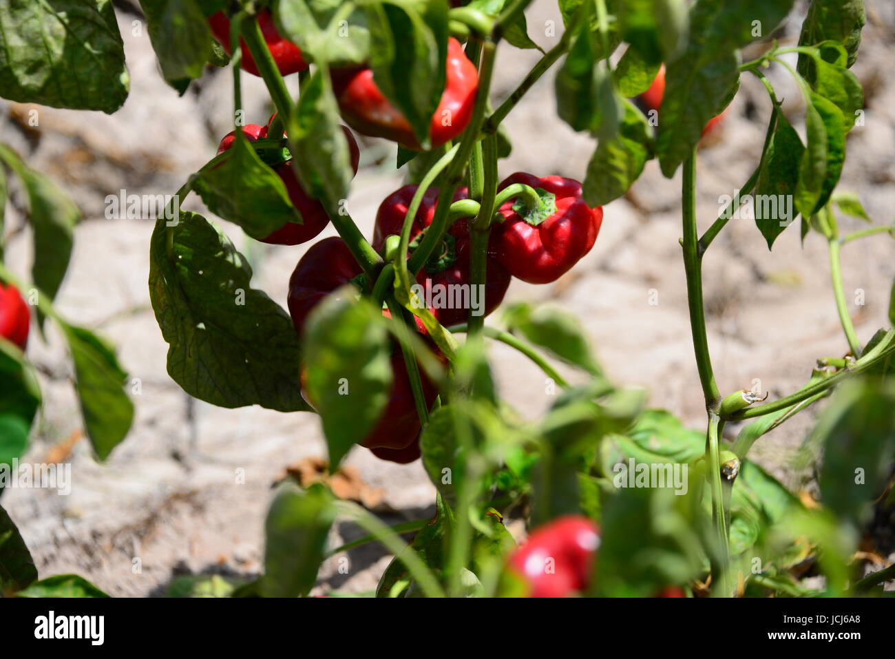 paprika capsicum peperoni Stock Photo - Alamy