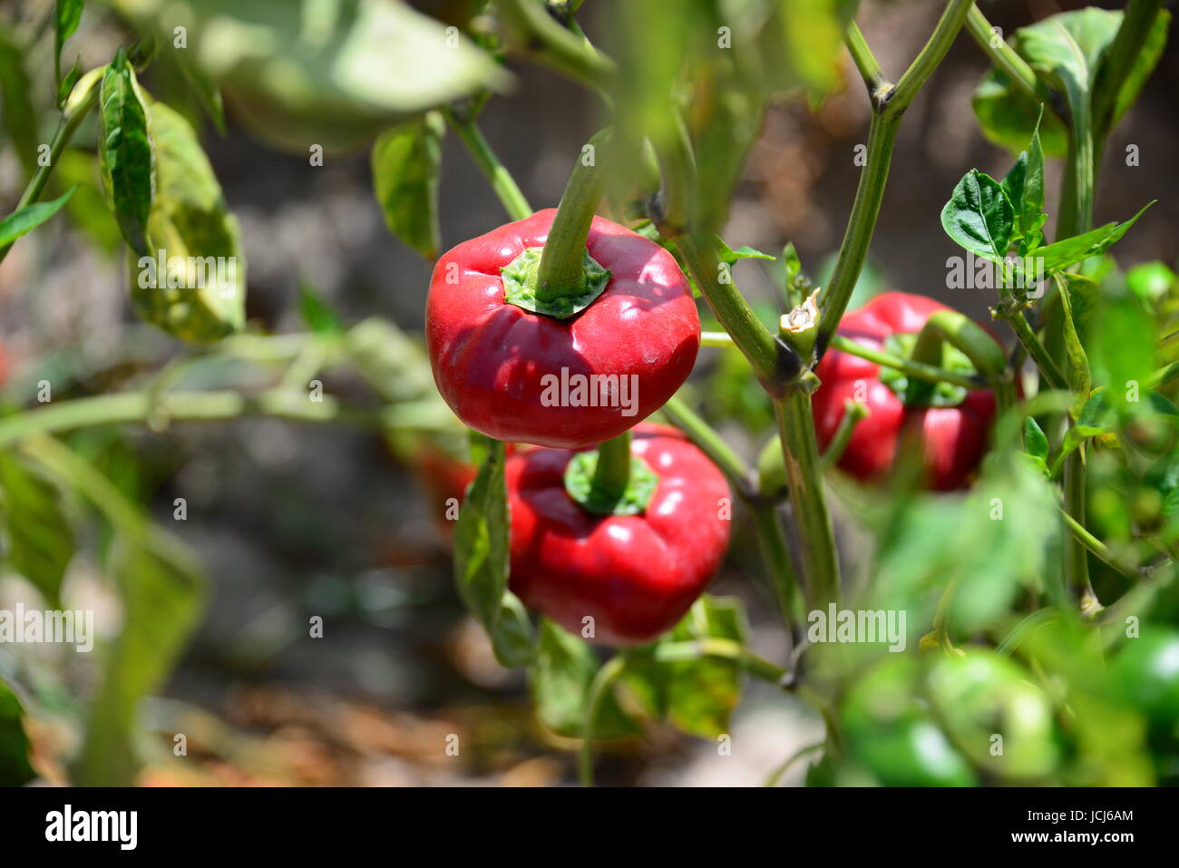 paprika capsicum peperoni Stock Photo - Alamy