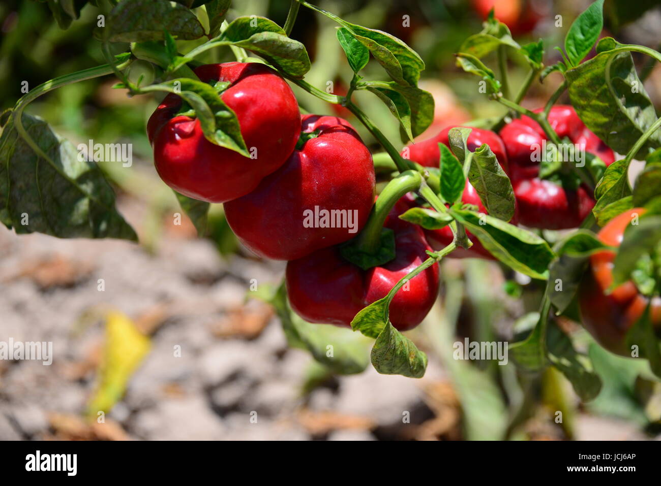 paprika capsicum peperoni Stock Photo - Alamy