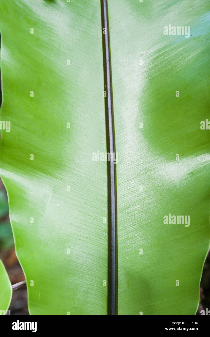 Glossy green frond divided by black stripe of spine luka plant, fern in ...