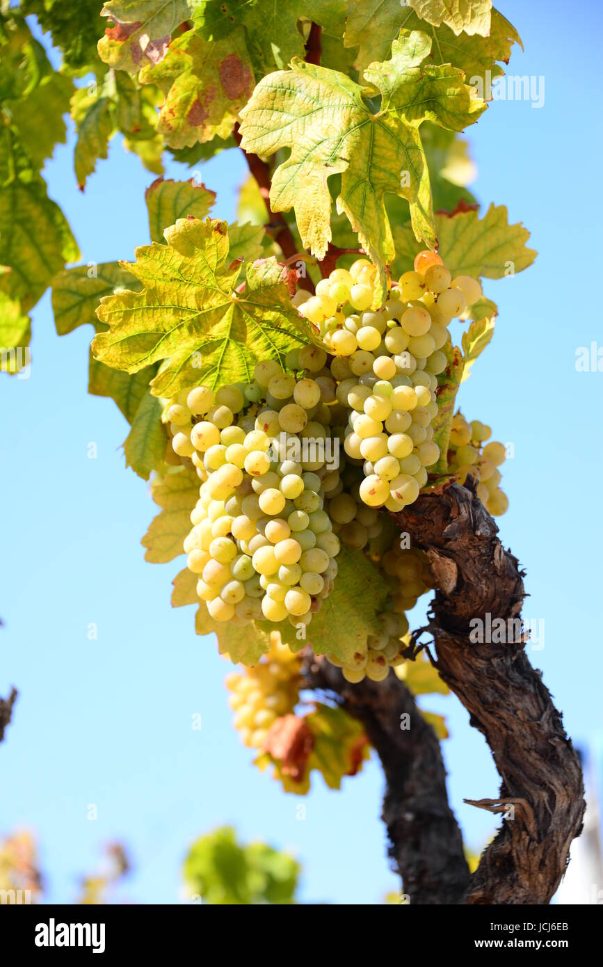 grapes vines spain Stock Photo - Alamy