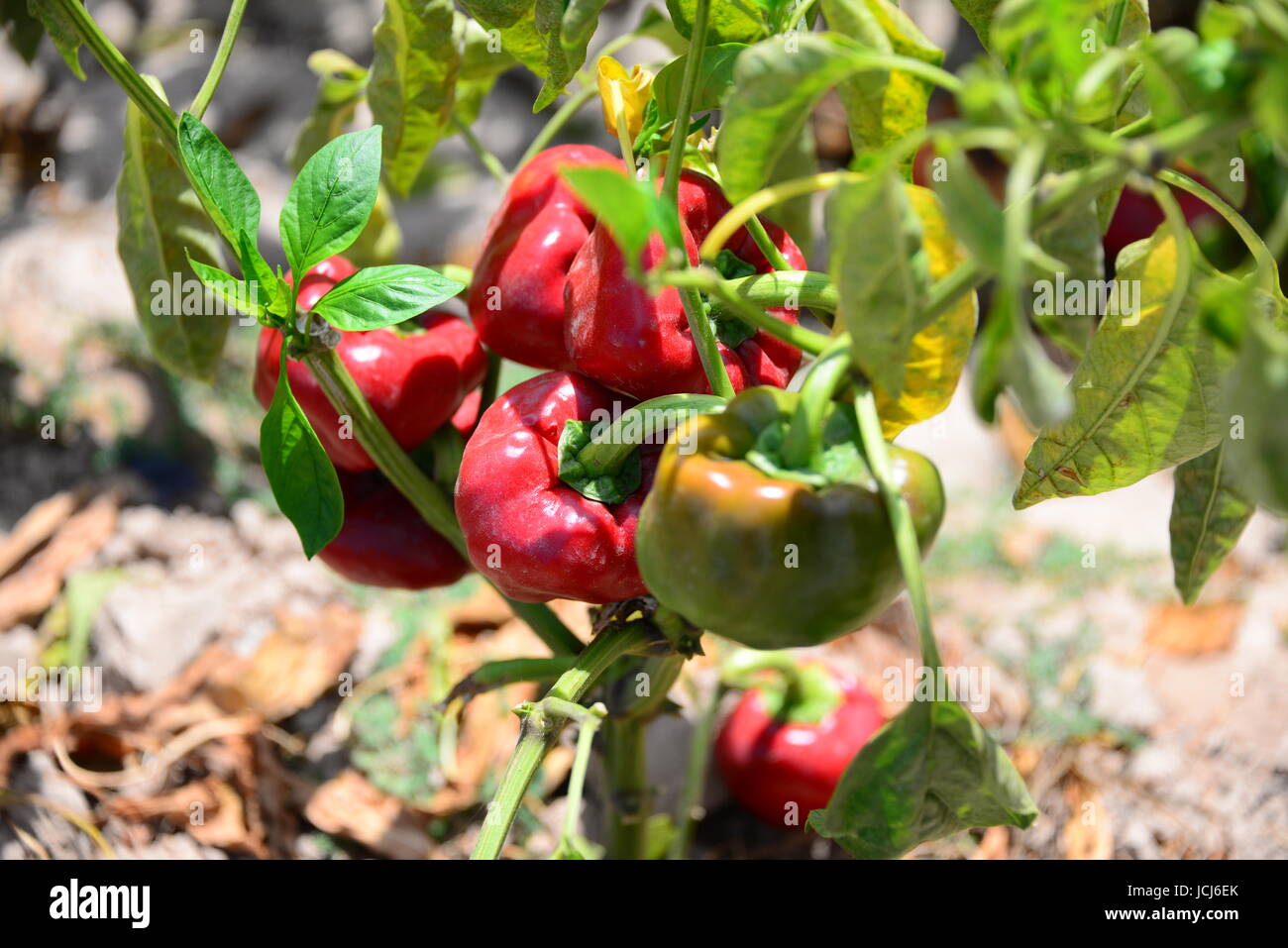 paprika capsicum peperoni Stock Photo - Alamy