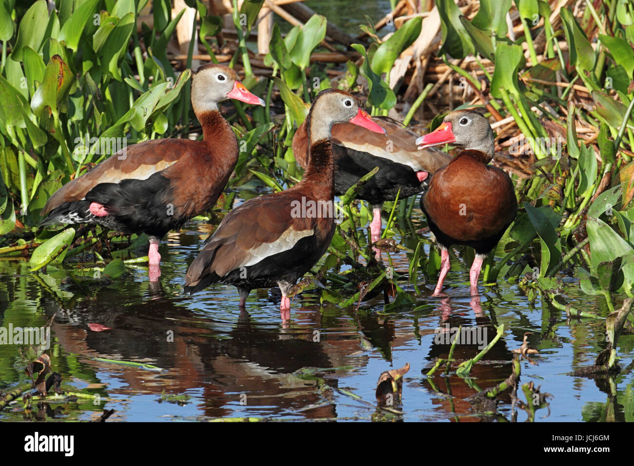 Flock of Black-bellied Whistling-ducks (Dendrocygna autumnalis) in the ...