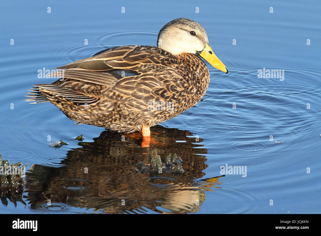 Although similar in appearance to female Mallards or Black Ducks, the ...