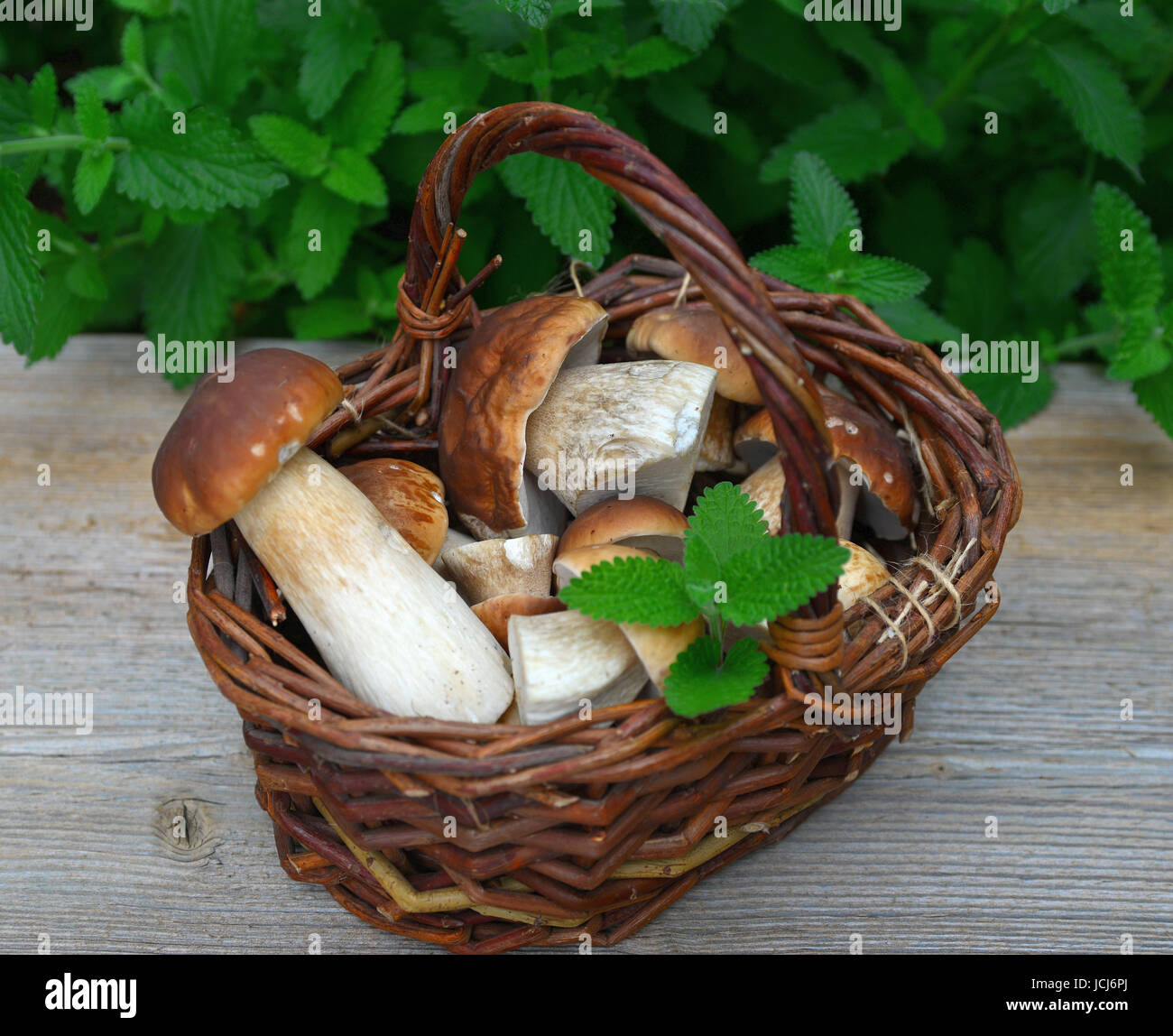 Steinpilze im Korb im Wald Stock Photo - Alamy